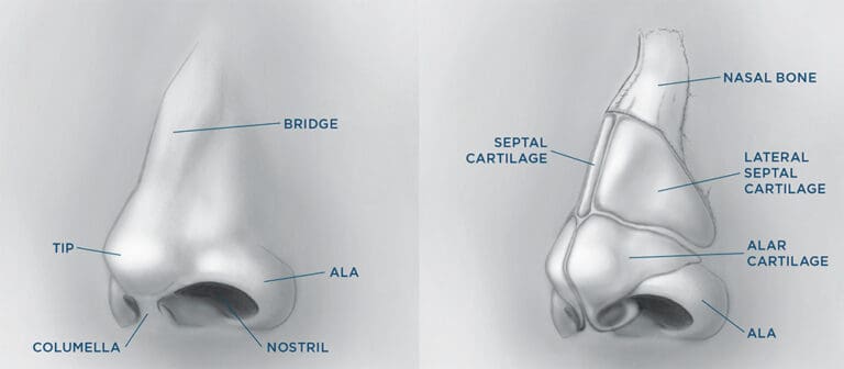 Nose Surgery (Rhinoplasty) | Oculofacial Society